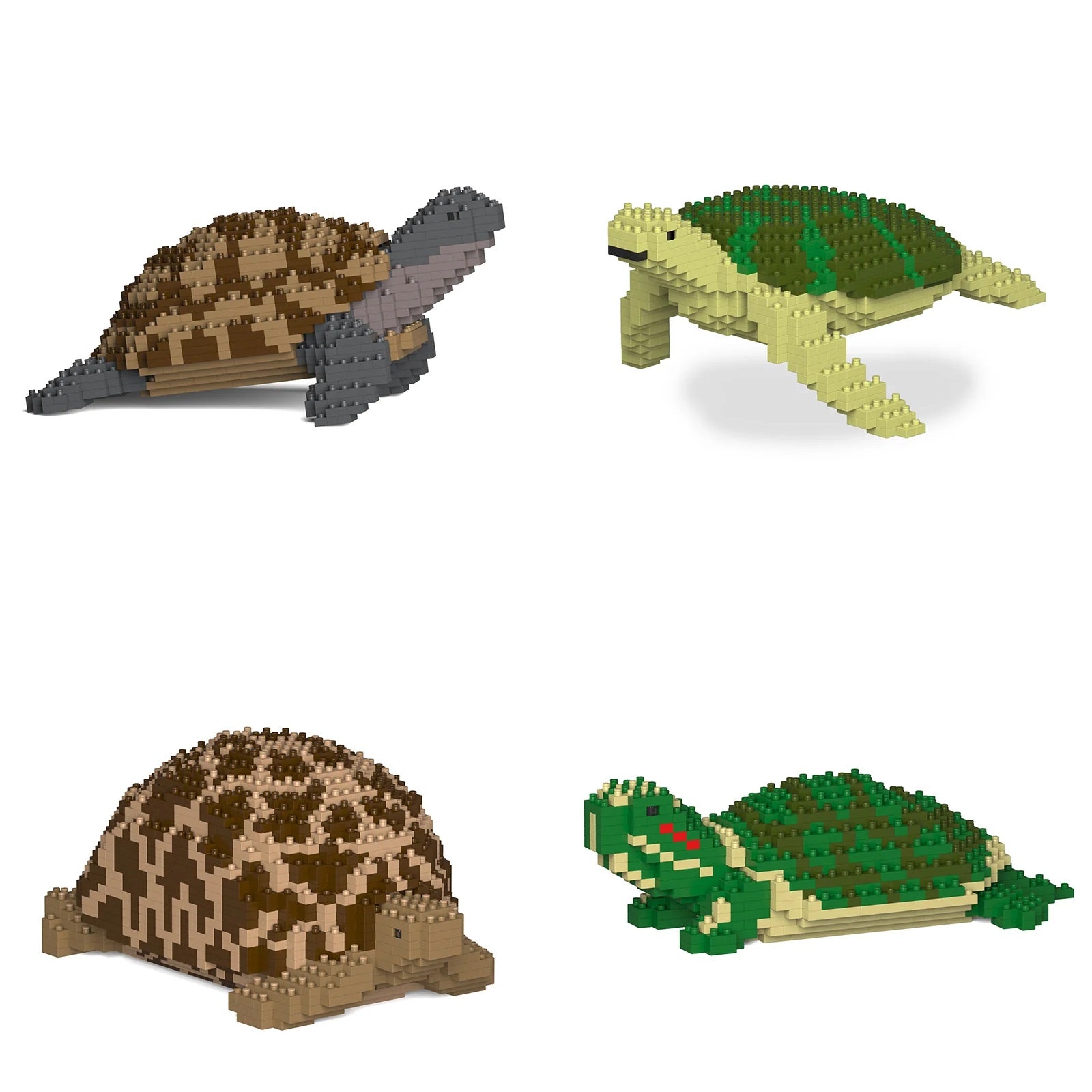 Turtle & Tortoise – JEKCA Global